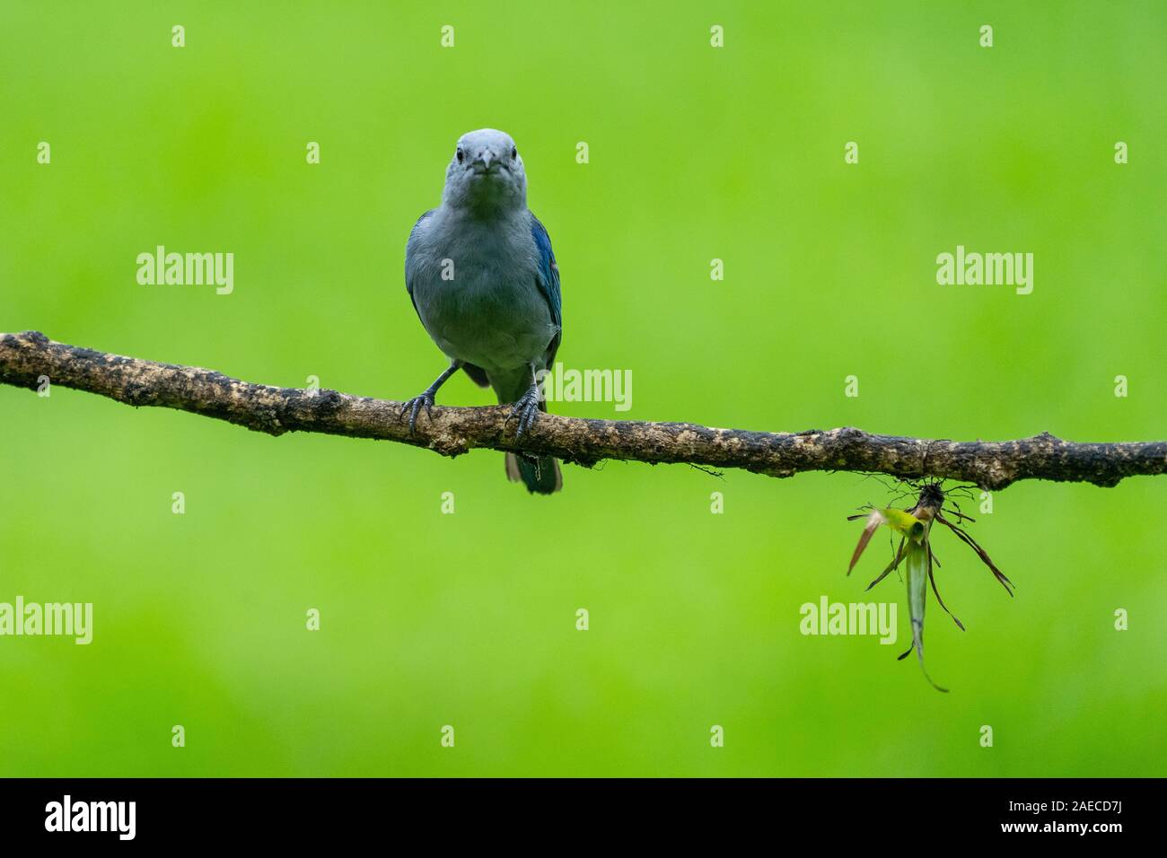 The blue-gray tanager (Thraupis episcopus) is a medium-sized South ...