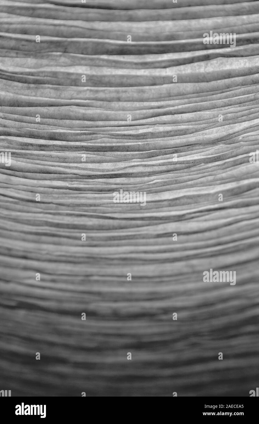 Close-up of a creased and backlit paper lampshade in black and white ...