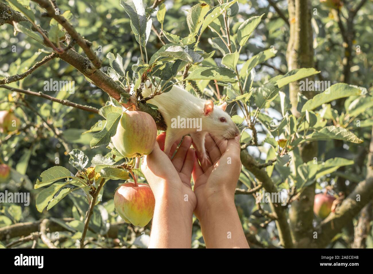 White rat climbs a tree branch. Rat on the apple tree Stock Photo - Alamy