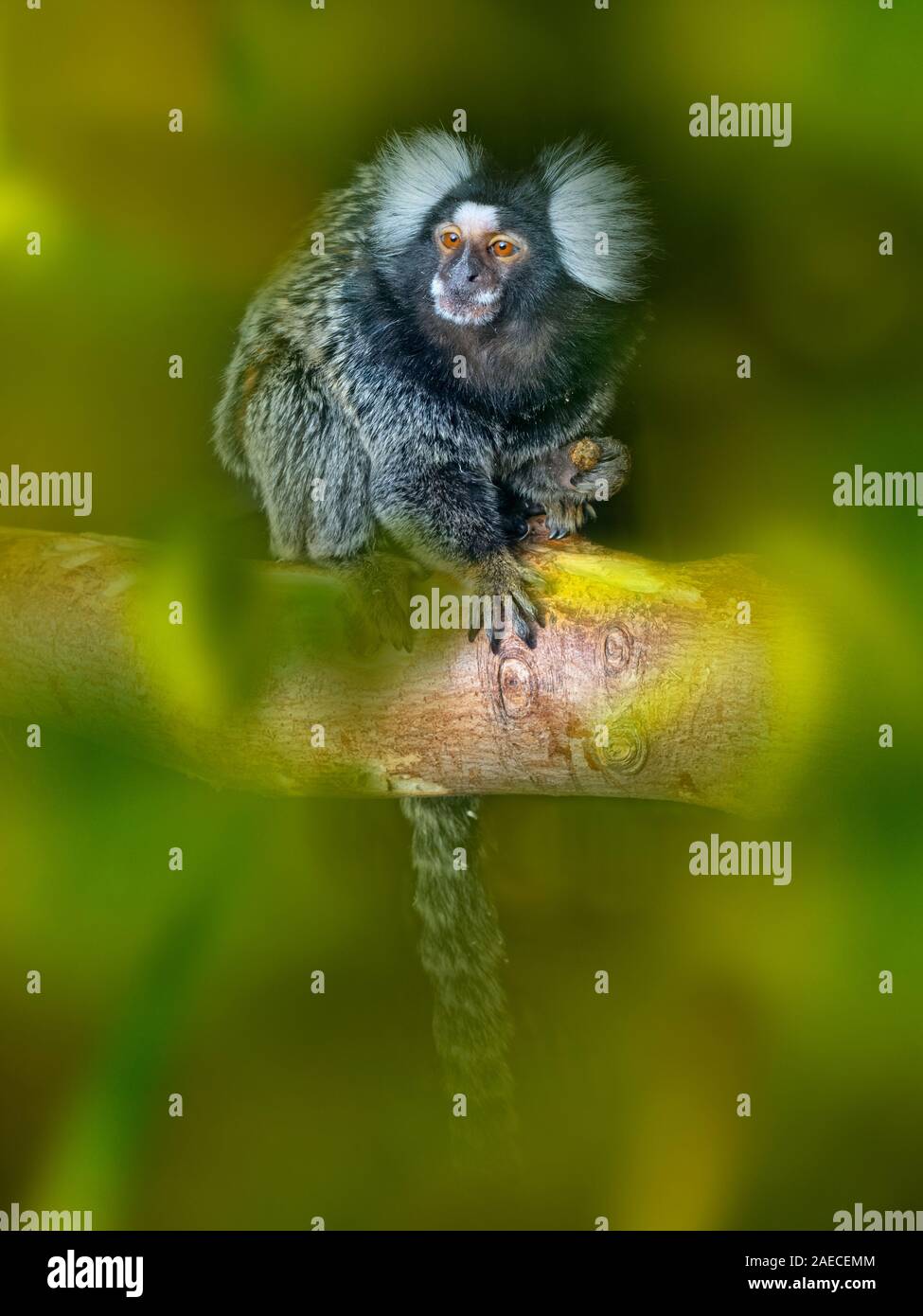 Common marmoset Callithrix jacchus CAPTIVE Stock Photo - Alamy
