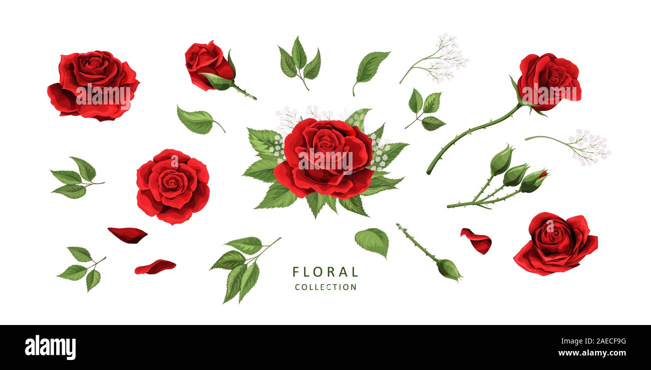 Red roses hand drawn illustration elements colored set Stock Vector ...