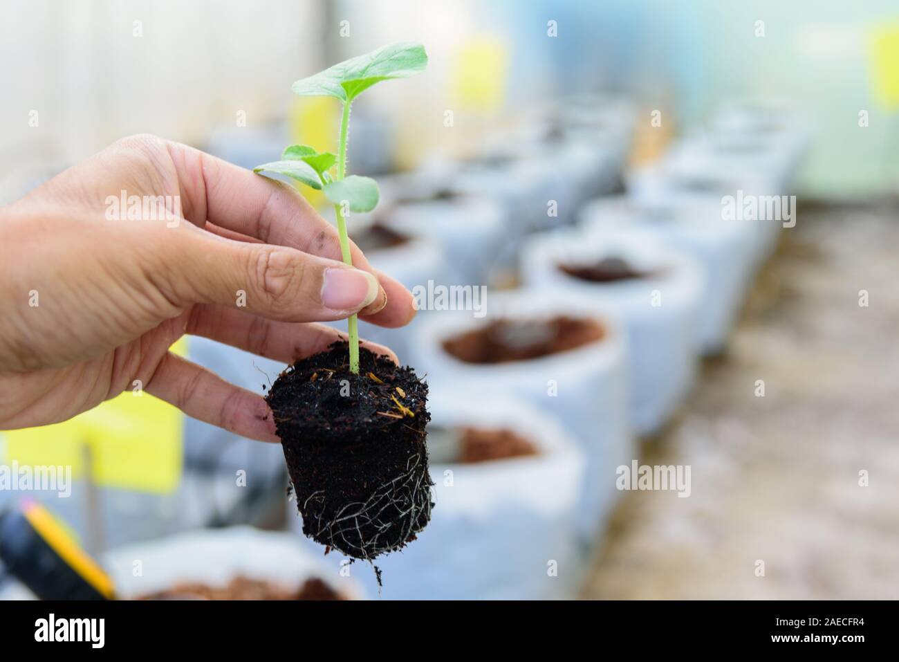 Plant The Sapling in Crop bags Stock Photo - Alamy