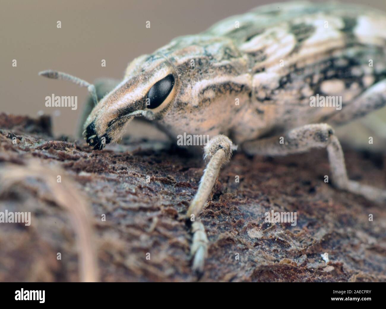 Snout Beetles High Resolution Stock Photography and Images - Alamy