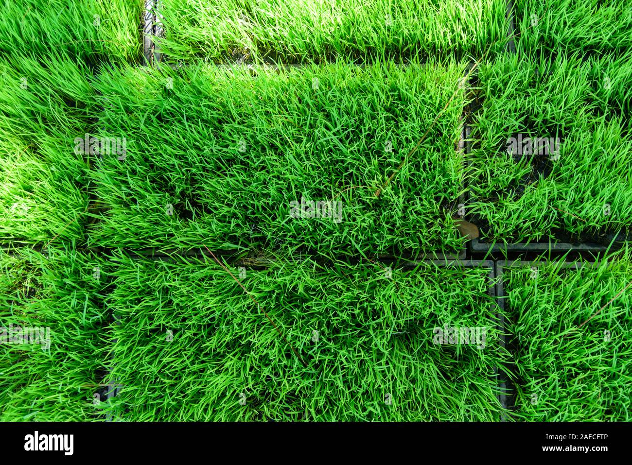 Turf sheet hi-res stock photography and images - Alamy