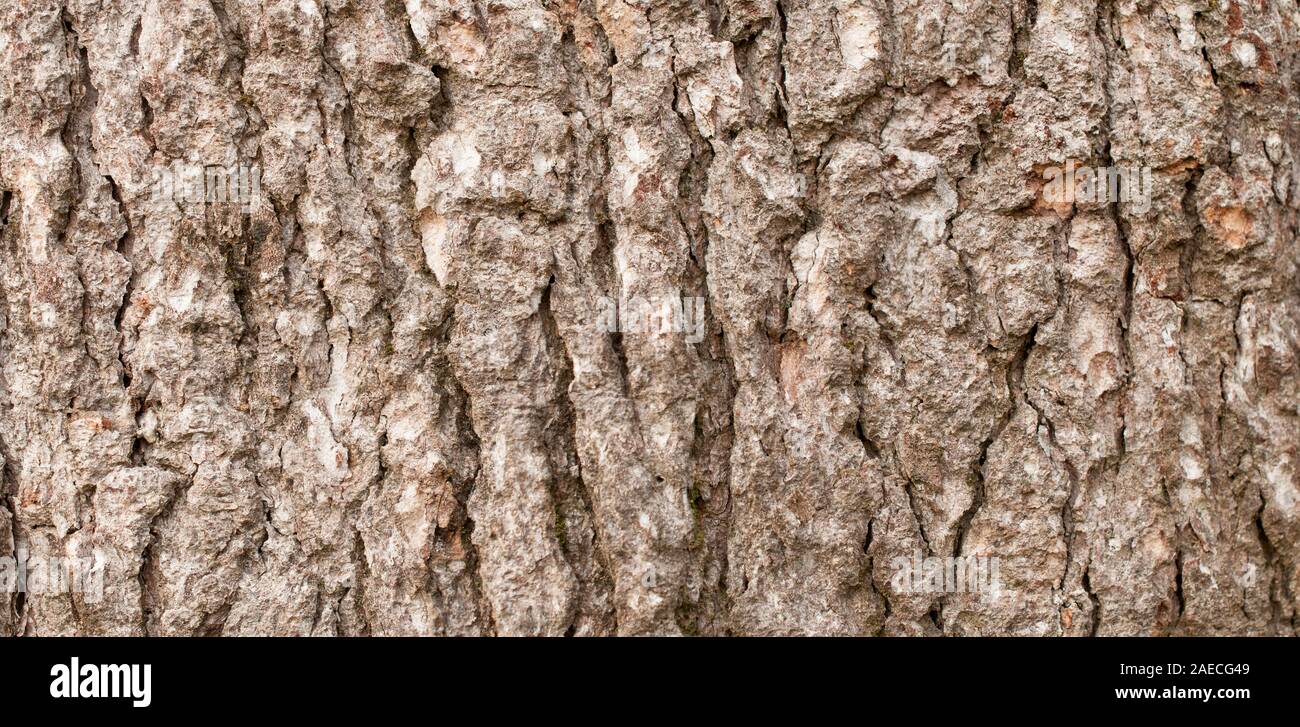 Pine cortex texture hi-res stock photography and images - Alamy