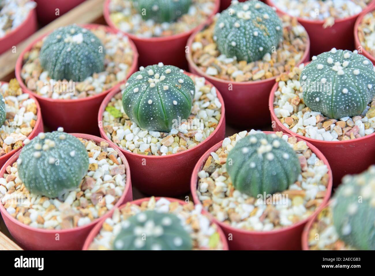 Close up to little cactus in mini pot Stock Photo - Alamy