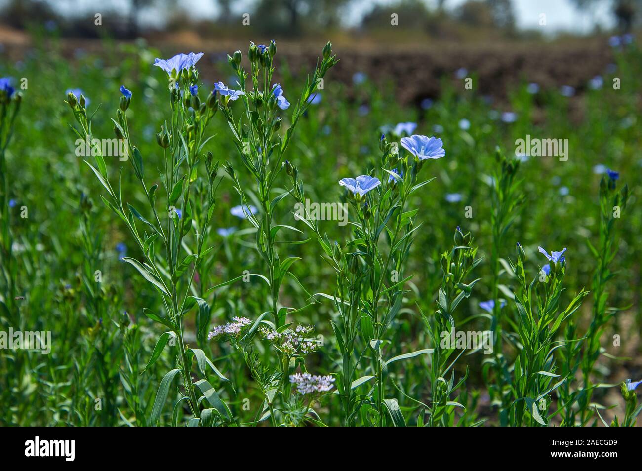 Many blue flowers of common flax hi-res stock photography and images ...