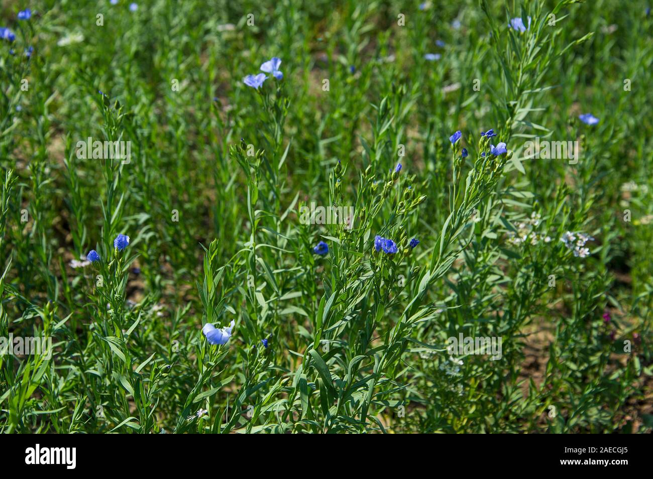 Farm Field of beautiful flax seed plants and flowers, Agriculture field ...