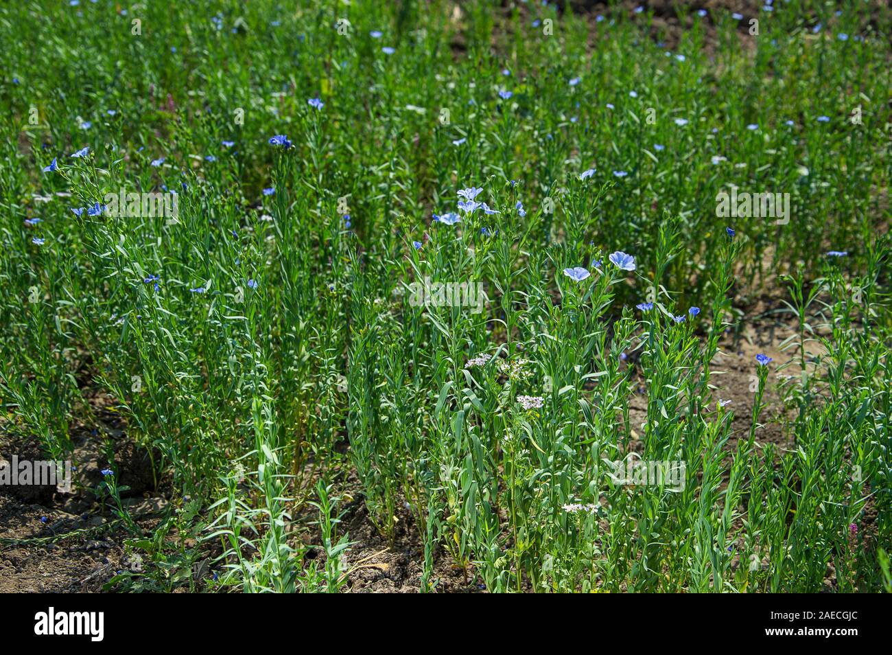 Flax Seed Plant