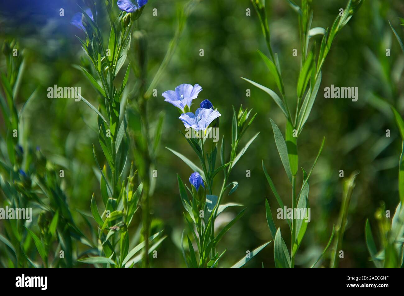 Many blue flowers of common flax hi-res stock photography and images ...