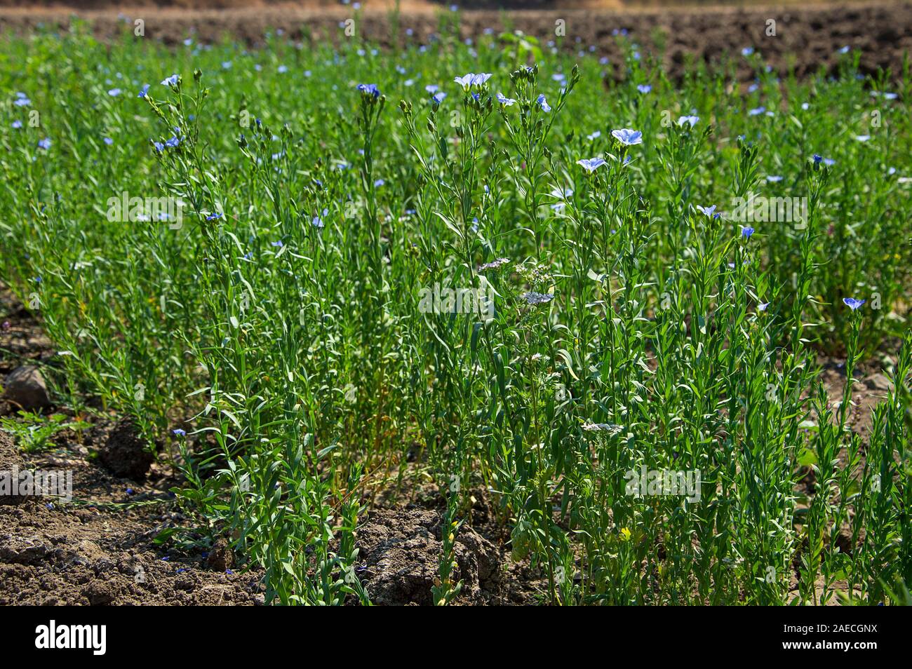 Farm Field of beautiful flax seed plants and flowers, Agriculture field ...