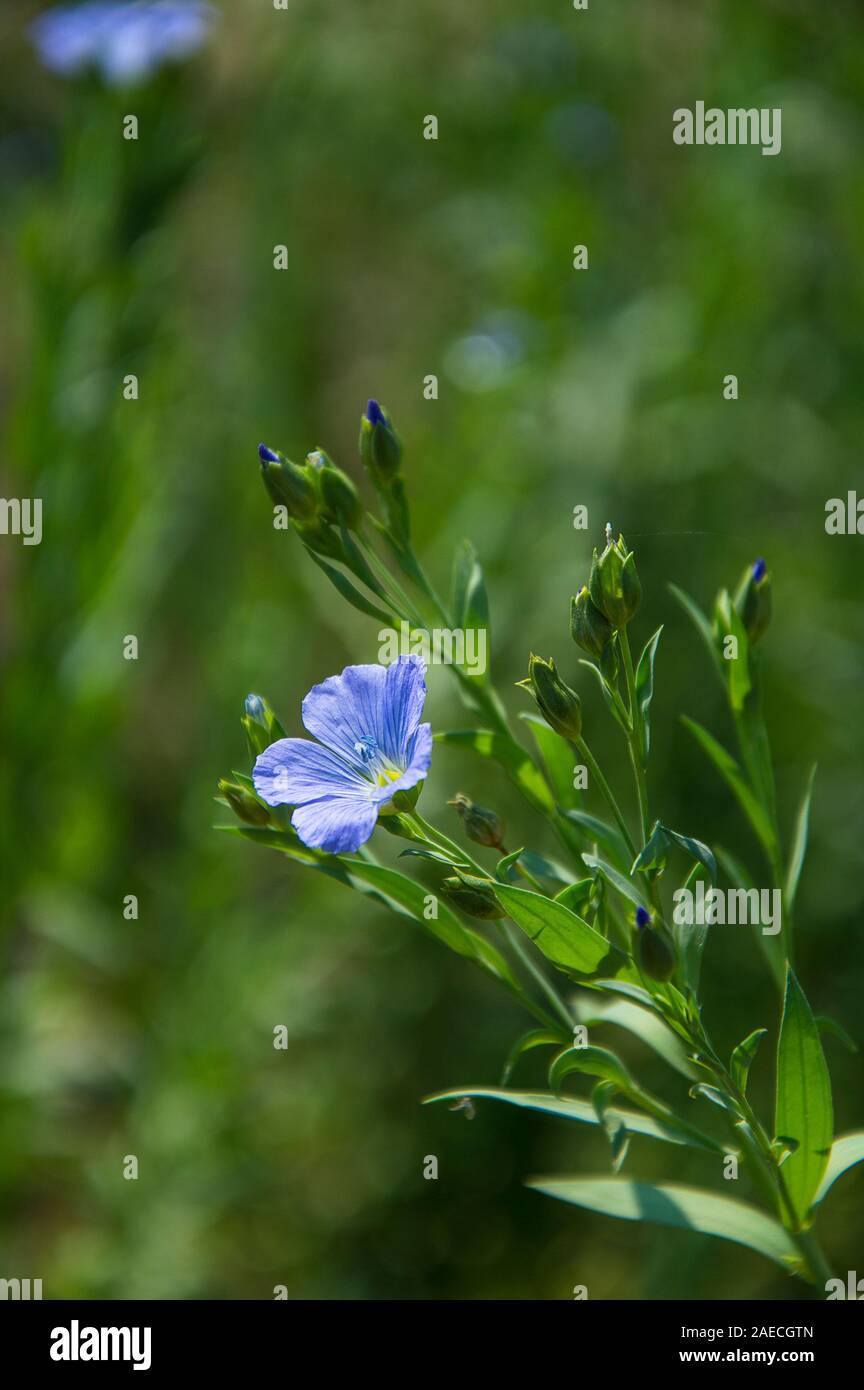 Many blue flowers of common flax hi-res stock photography and images ...