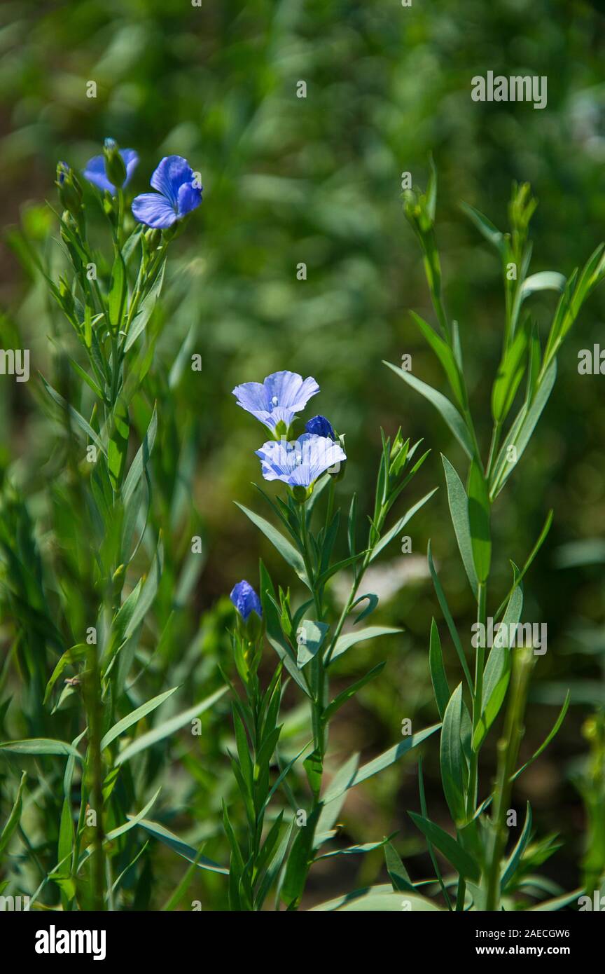 Many blue flowers of common flax hi-res stock photography and images ...