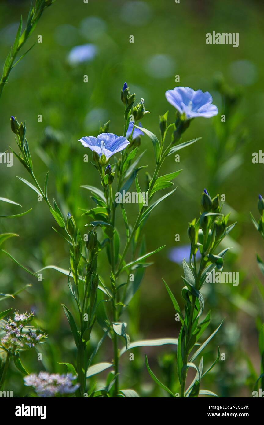Many blue flowers of common flax hi-res stock photography and images ...