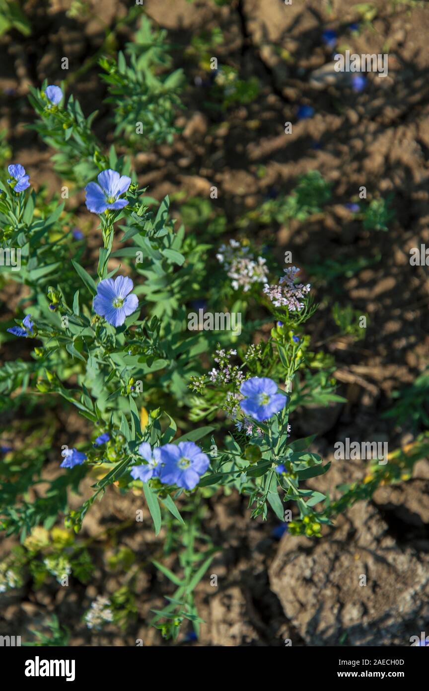 Many blue flowers of common flax hi-res stock photography and images ...