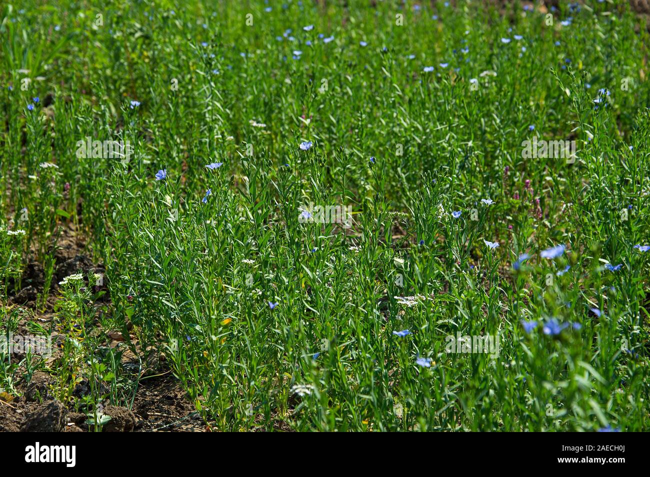 Many blue flowers of common flax hi-res stock photography and images ...