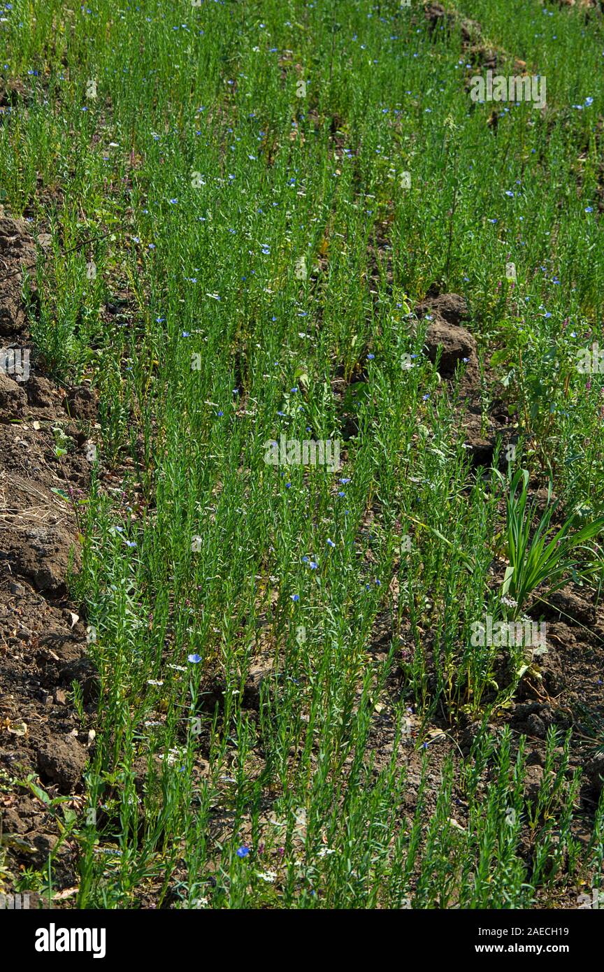 Farm Field of beautiful flax seed plants and flowers, Agriculture field ...