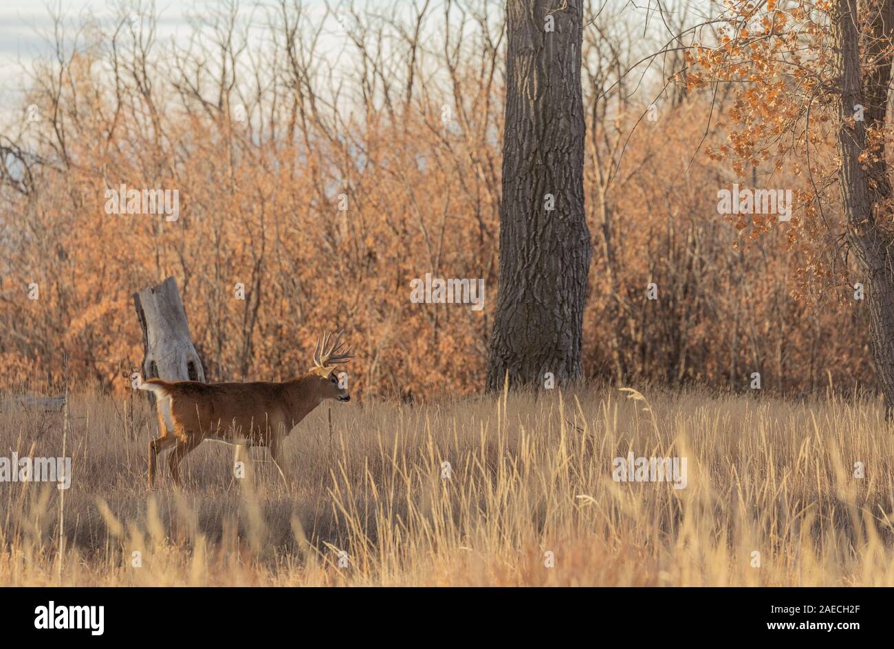 Whitetail Deer Buck During the fall Rut Stock Photo - Alamy