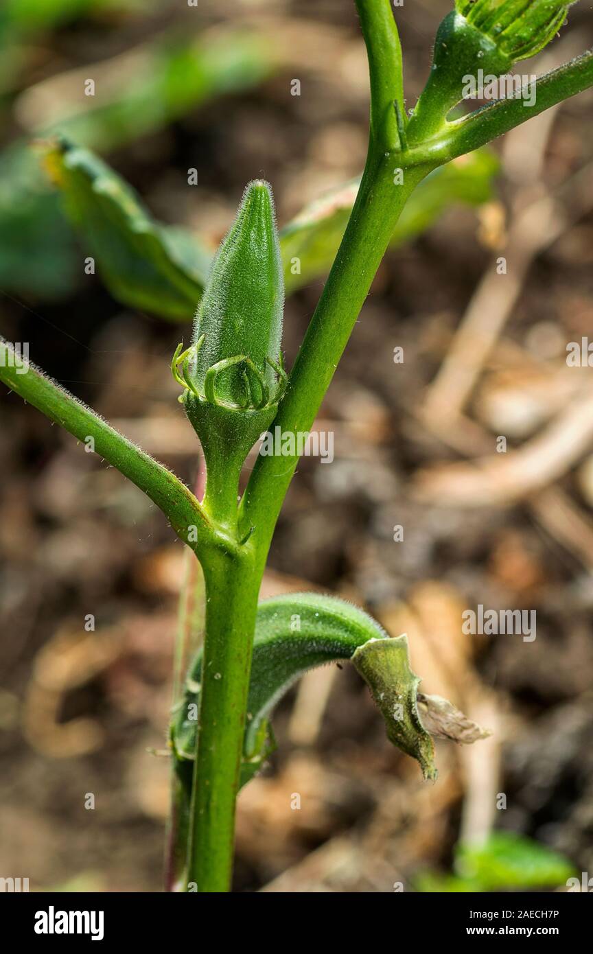 Lady Finger Farming High Resolution Stock Photography and Images - Alamy
