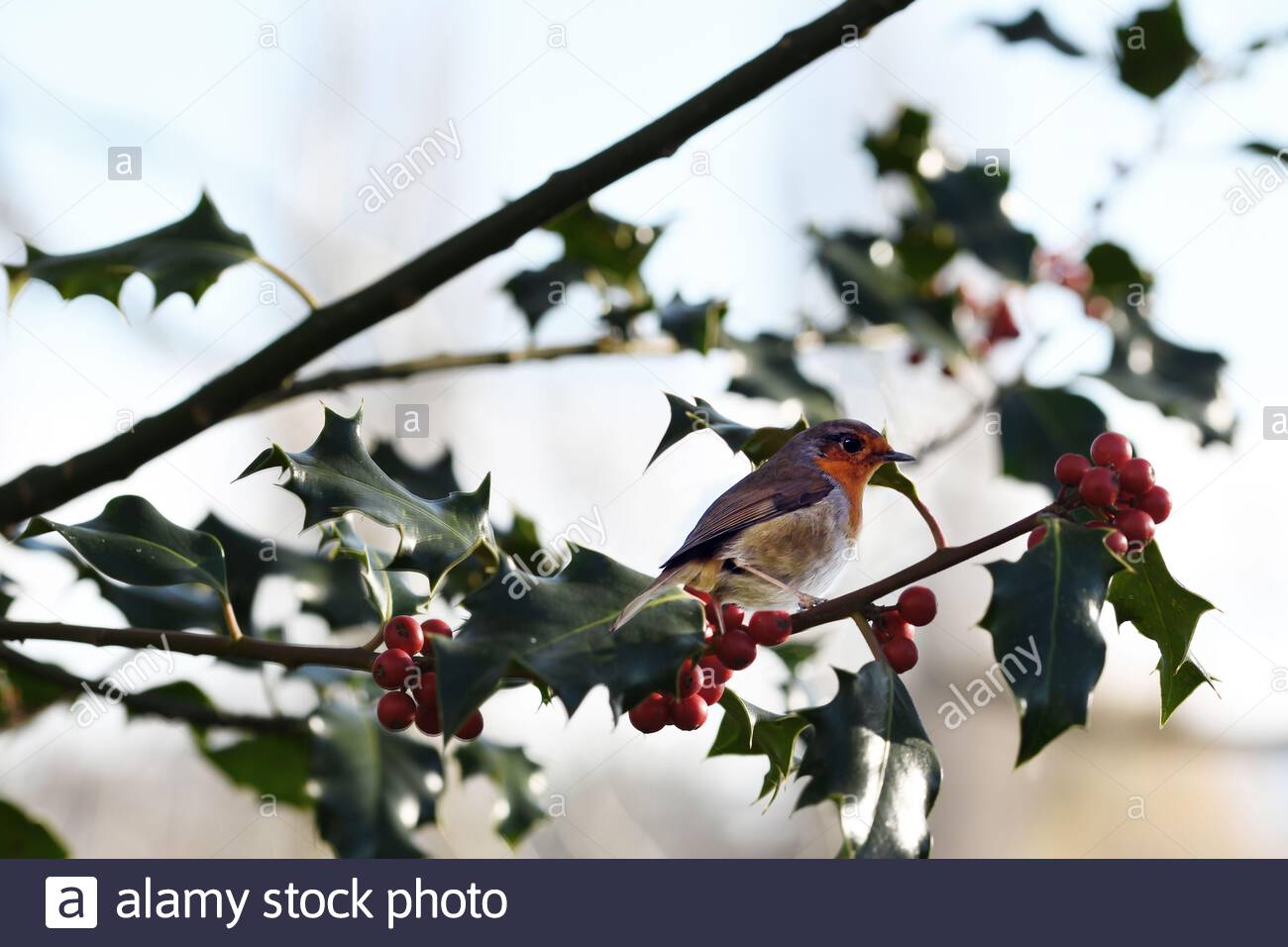 Robin On Holly Stock Photos & Robin On Holly Stock Images - Alamy