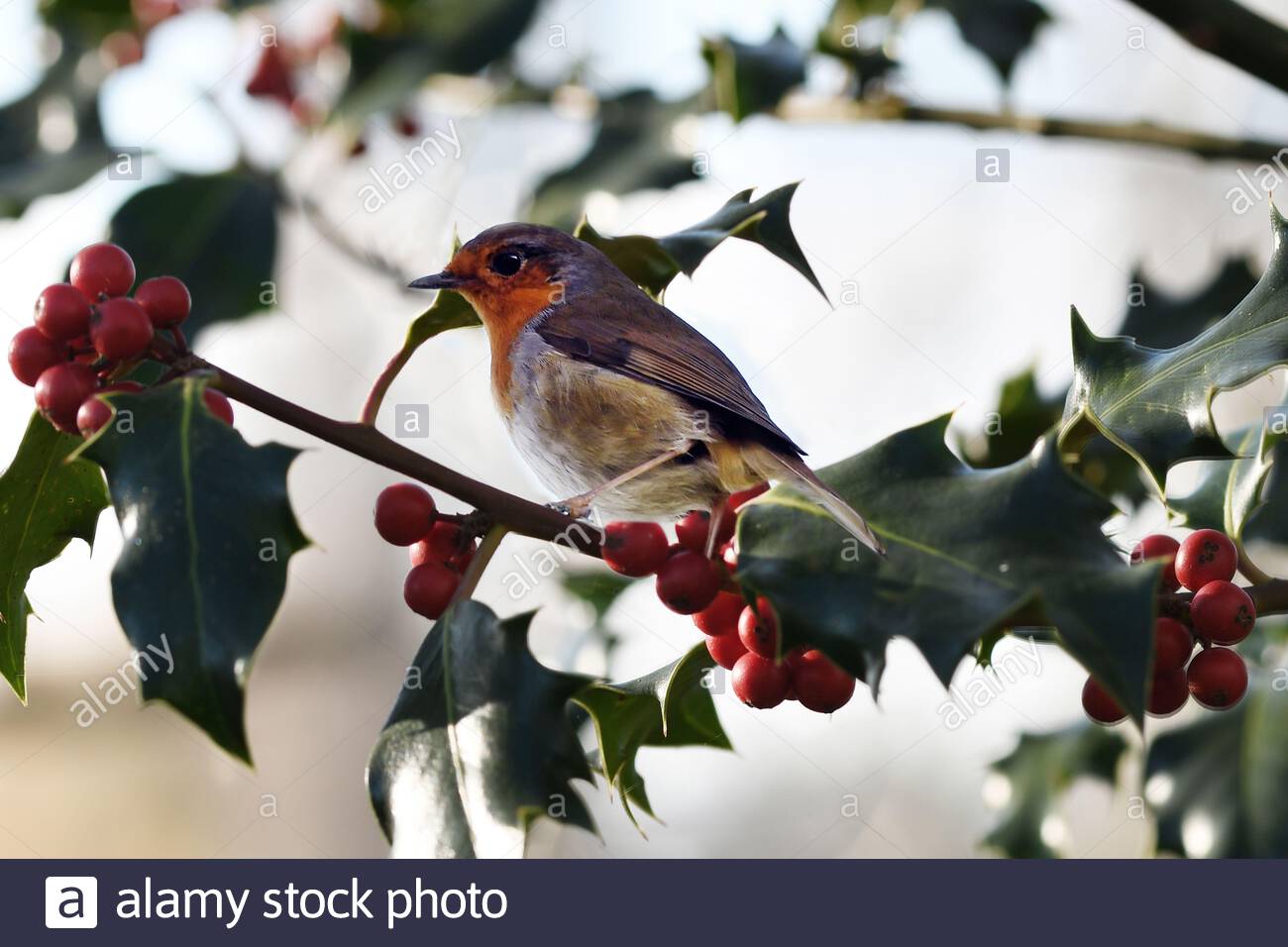 Robin On Holly Stock Photos & Robin On Holly Stock Images - Alamy