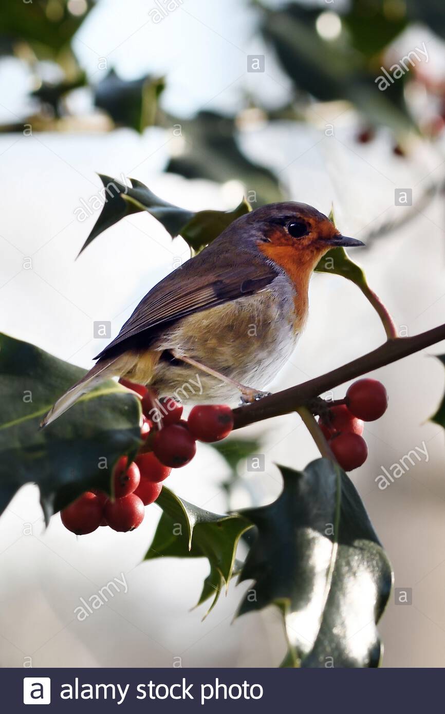 Robin On Holly Stock Photos & Robin On Holly Stock Images - Alamy