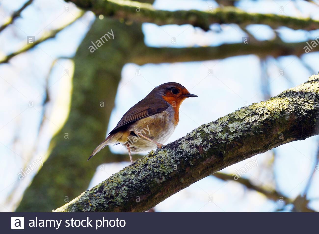 Robin On Holly Stock Photos & Robin On Holly Stock Images - Alamy