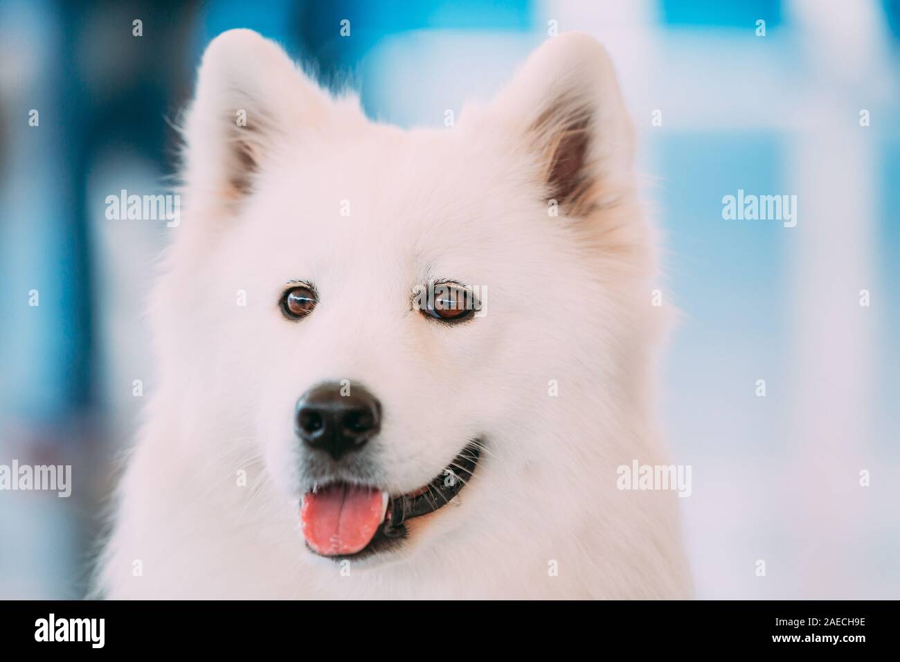 Samoyed face hi-res stock photography and images - Alamy