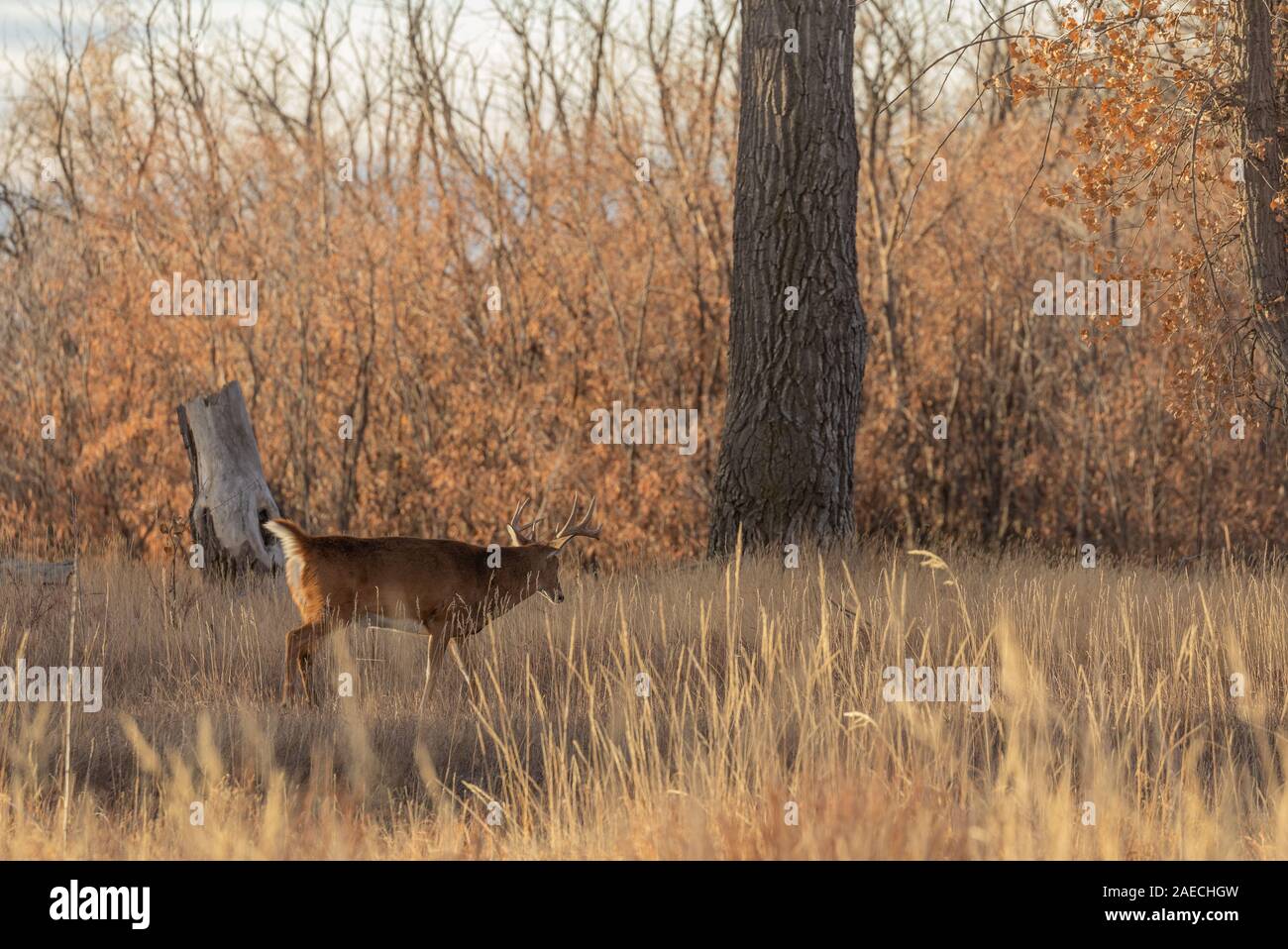 Whitetail Deer Buck During the fall Rut Stock Photo - Alamy
