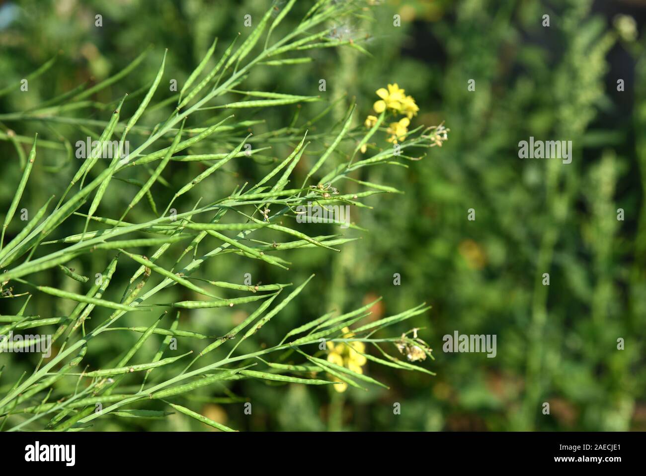 Green mustard pods growing at agriculture field. farm land Stock Photo ...