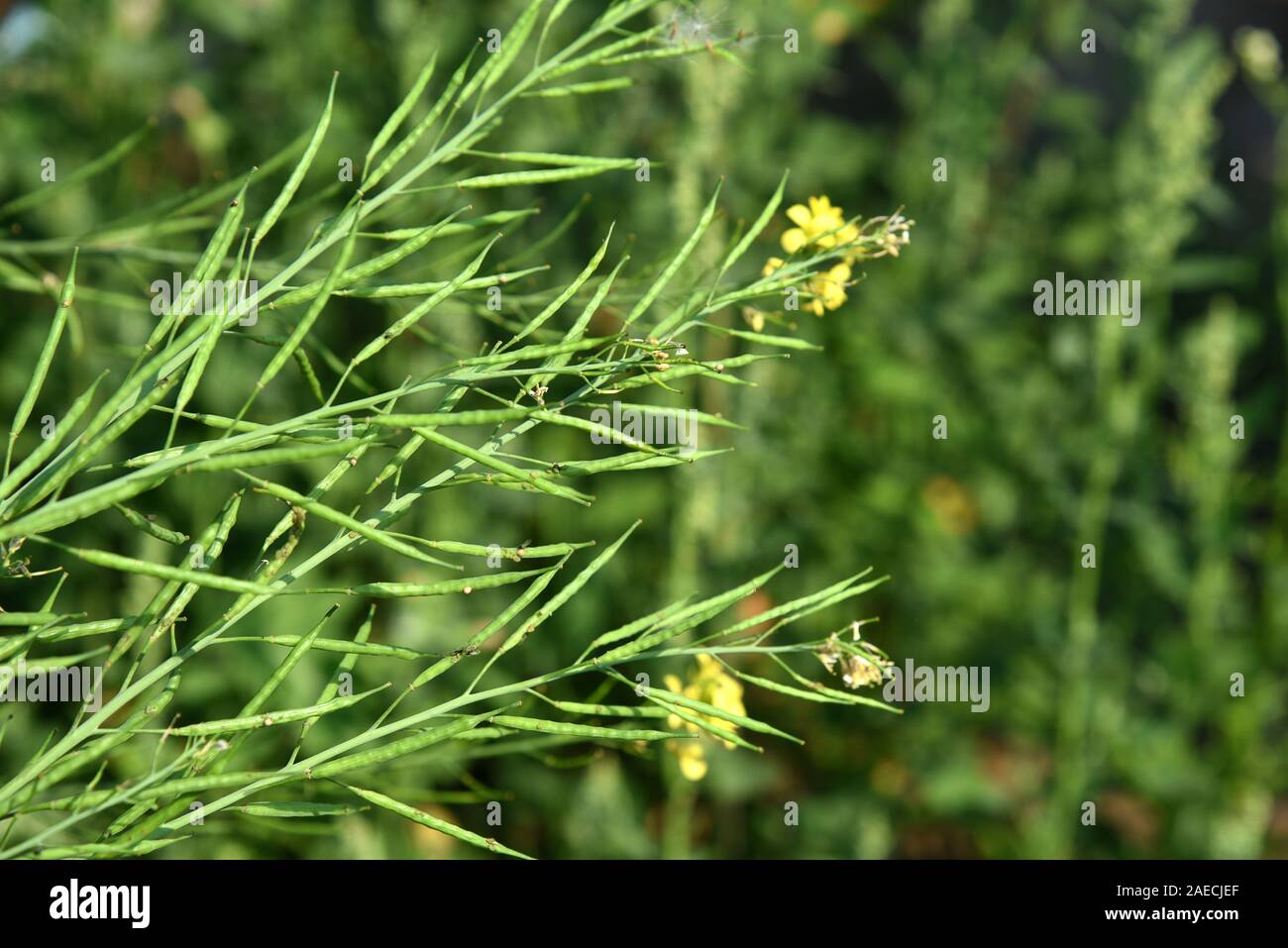 Green mustard pods growing at agriculture field. farm land Stock Photo ...