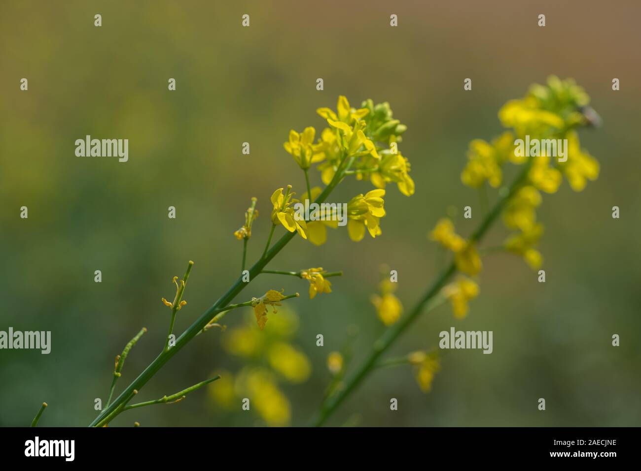 Mustard flowers blooming on plant at farm field with pods. close up ...