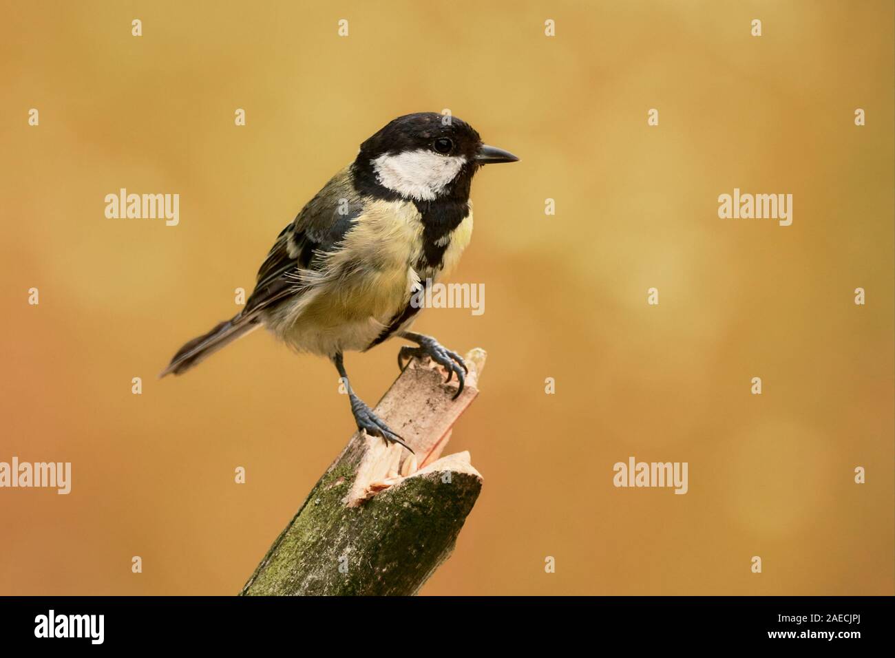 Great tit bird (Parus major) sits on a tree branch Stock Photo - Alamy