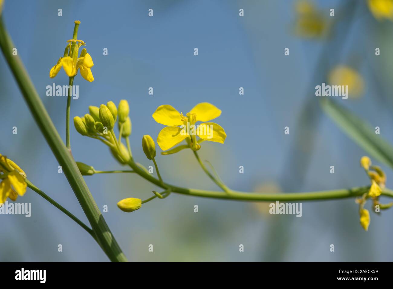 Mustard flowers blooming on plant at farm field with pods. close up ...