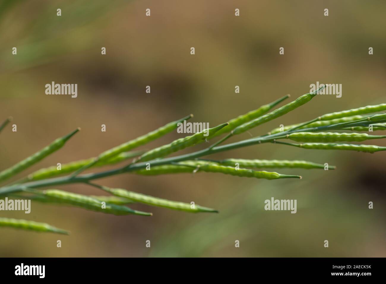 Green mustard pods growing at agriculture field. farm land Stock Photo ...