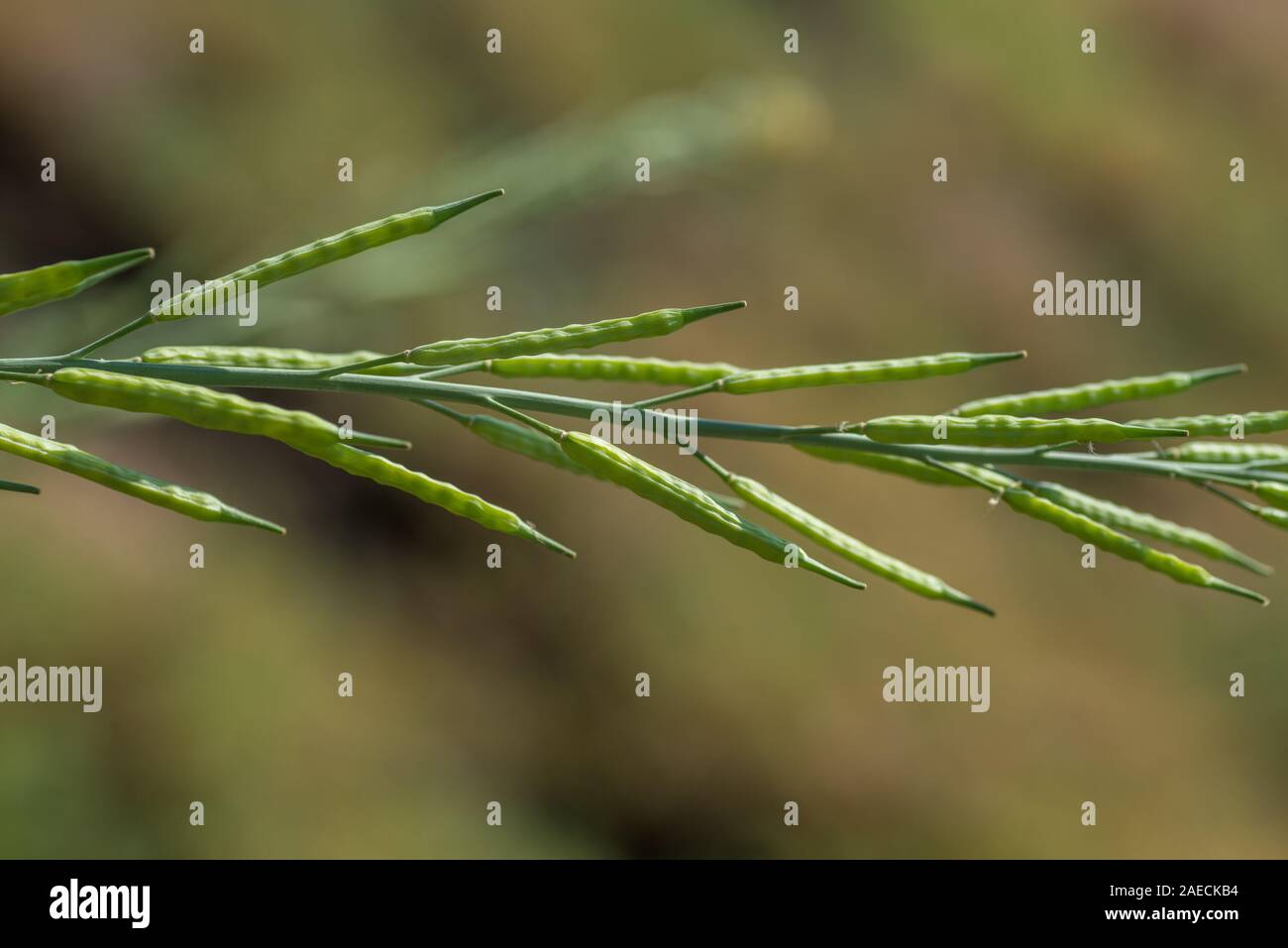 Green mustard pods growing at agriculture field. farm land Stock Photo ...