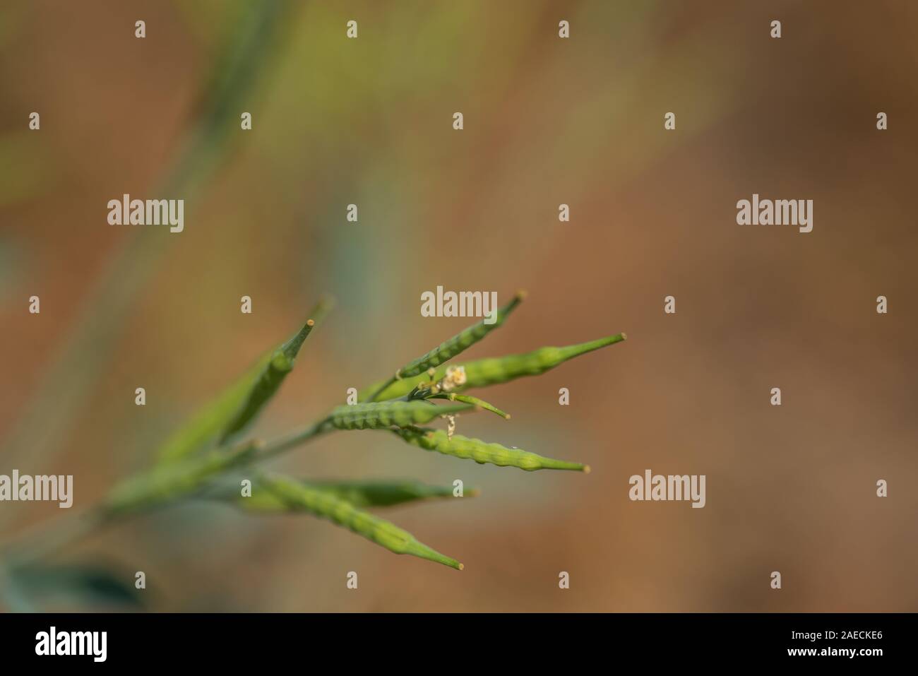 Green mustard pods growing at agriculture field. farm land Stock Photo ...