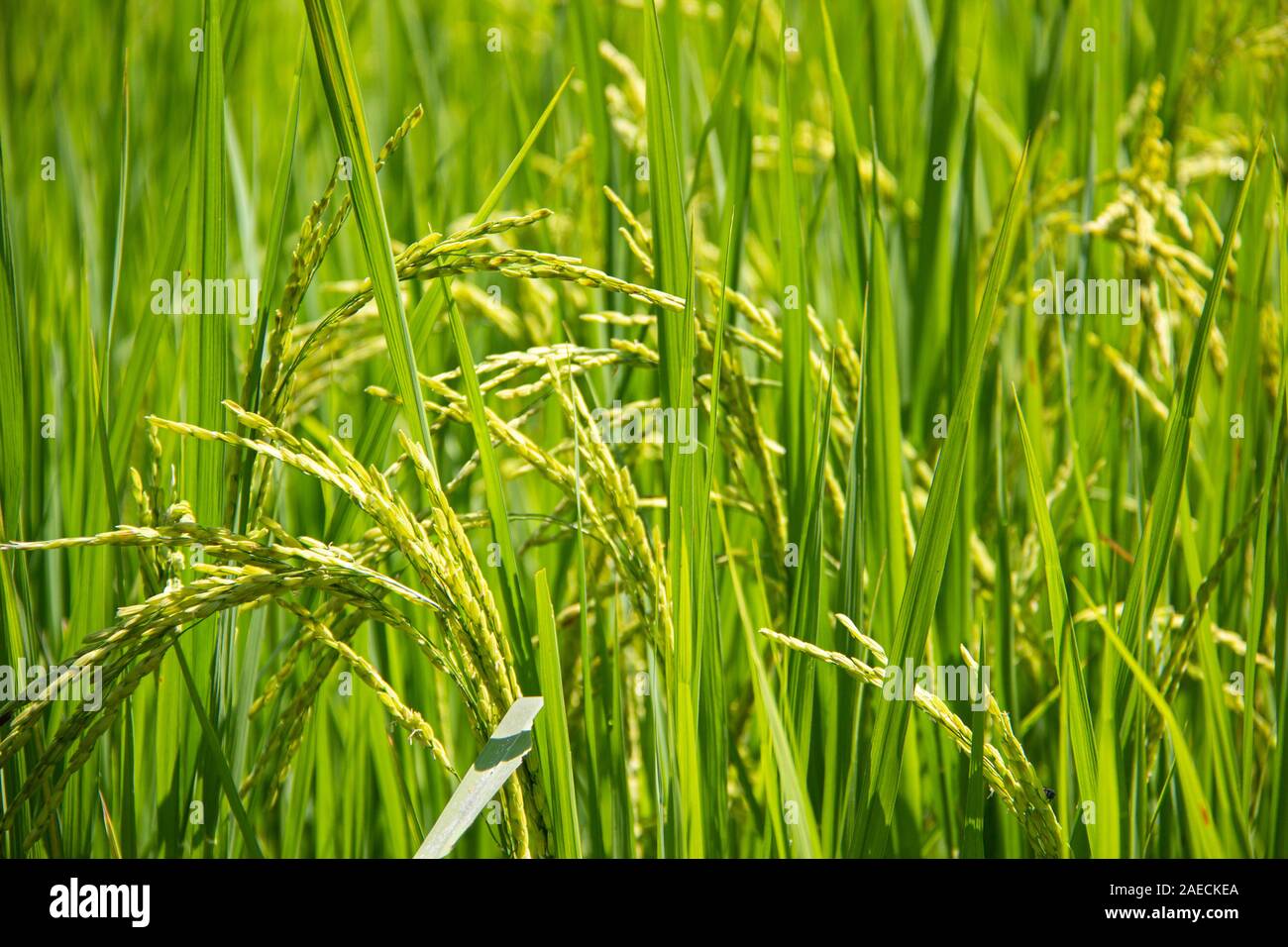 Pan and dolly hi-res stock photography and images - Alamy