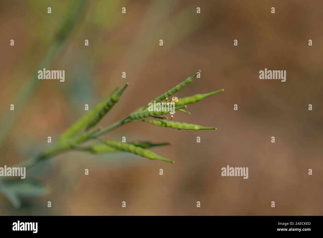 Green mustard pods growing at agriculture field. farm land Stock Photo ...