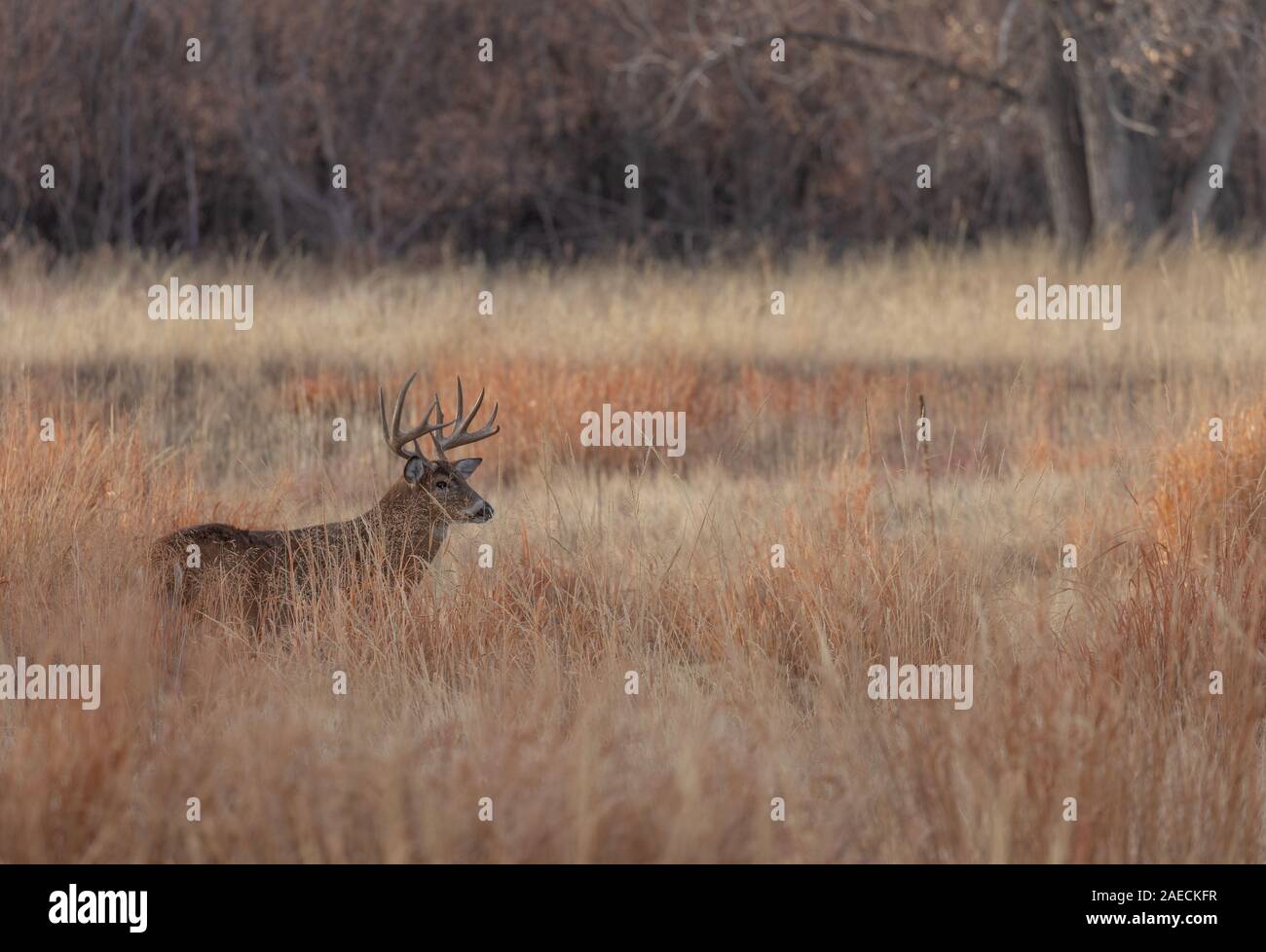Whitetail Deer Buck During the fall Rut Stock Photo - Alamy