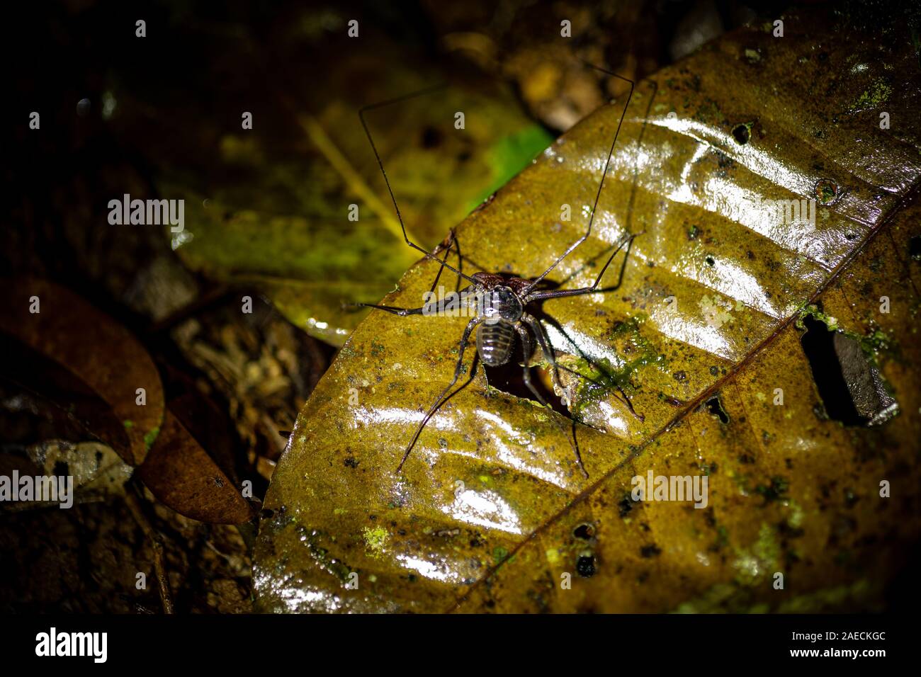 Whip spider hi-res stock photography and images - Alamy