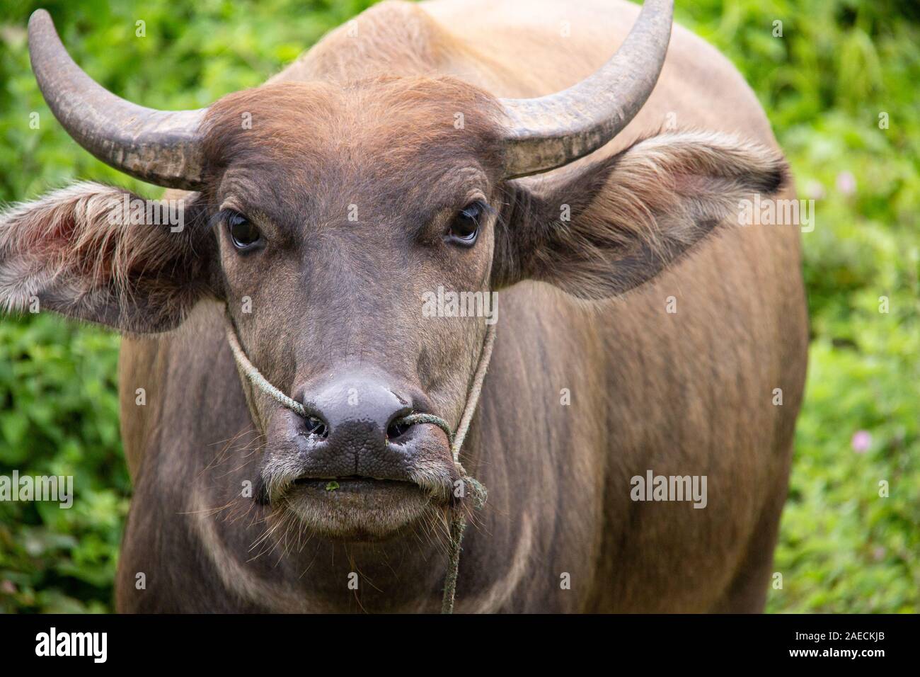 Brown bull with a rope through his nose, standing in rice fields near ...