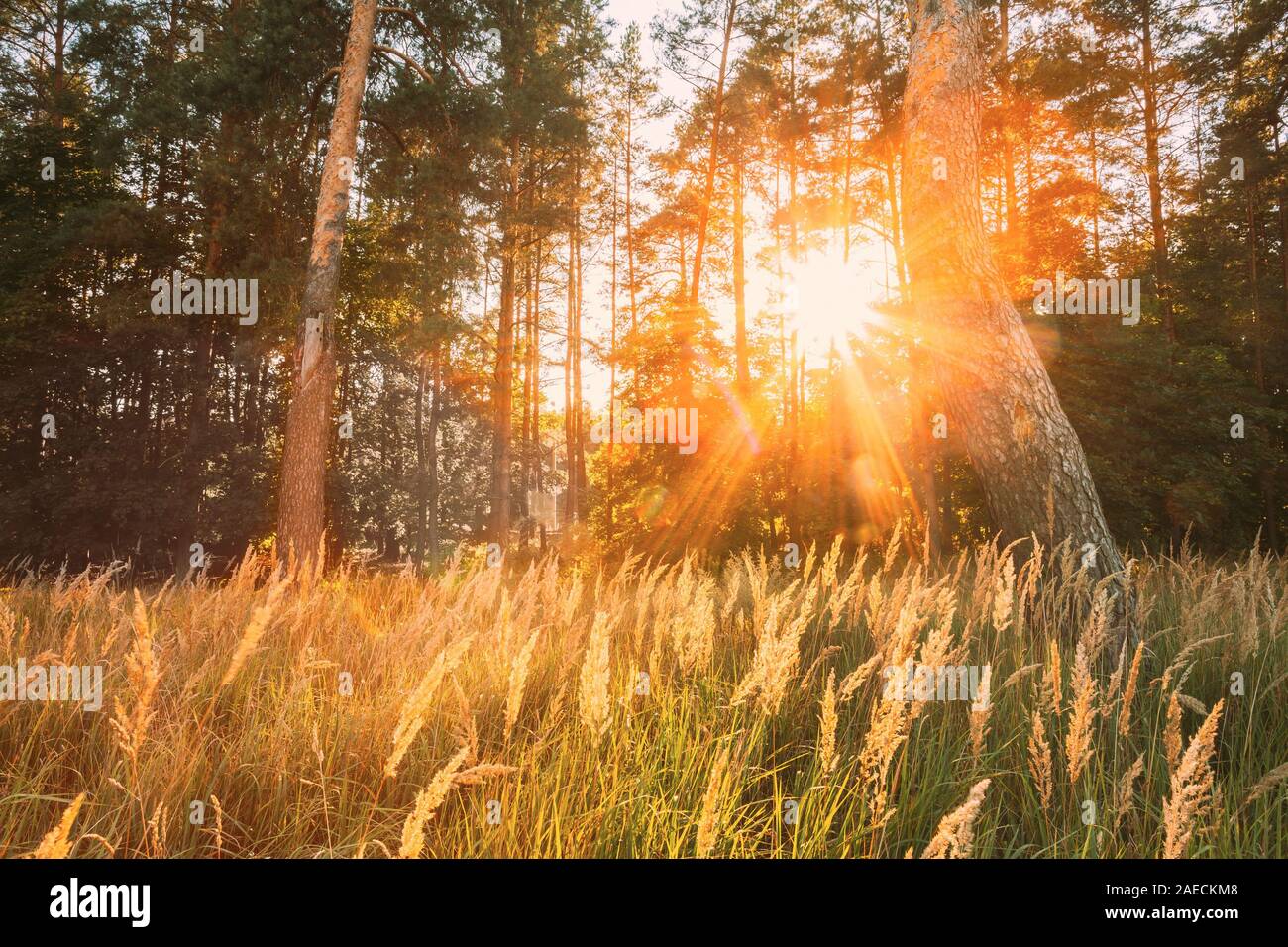 Sunbeam wood tree autumn sunlight hi-res stock photography and images ...