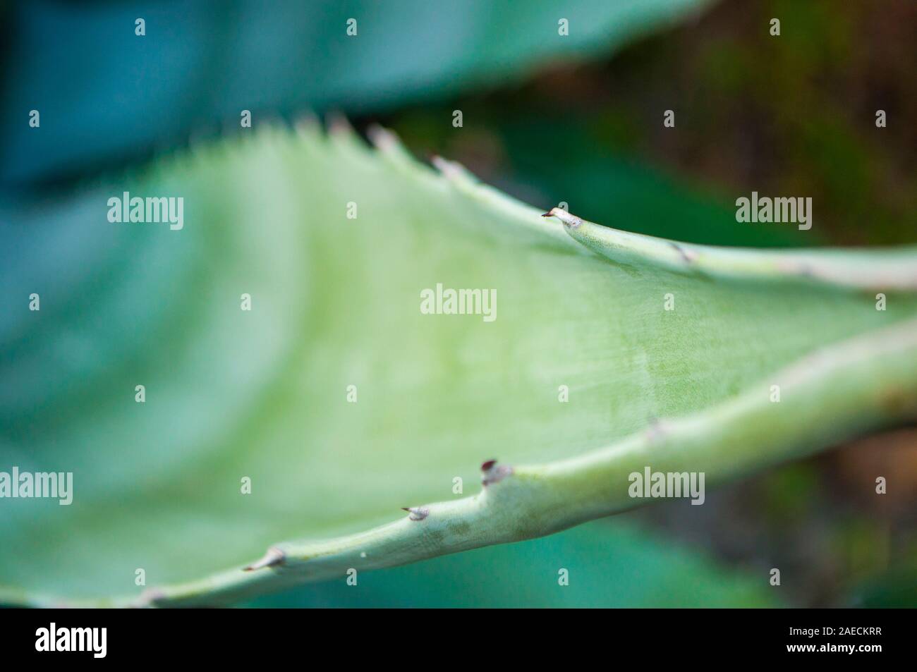 Close up yucca leaves with thorns color Stock Photo - Alamy