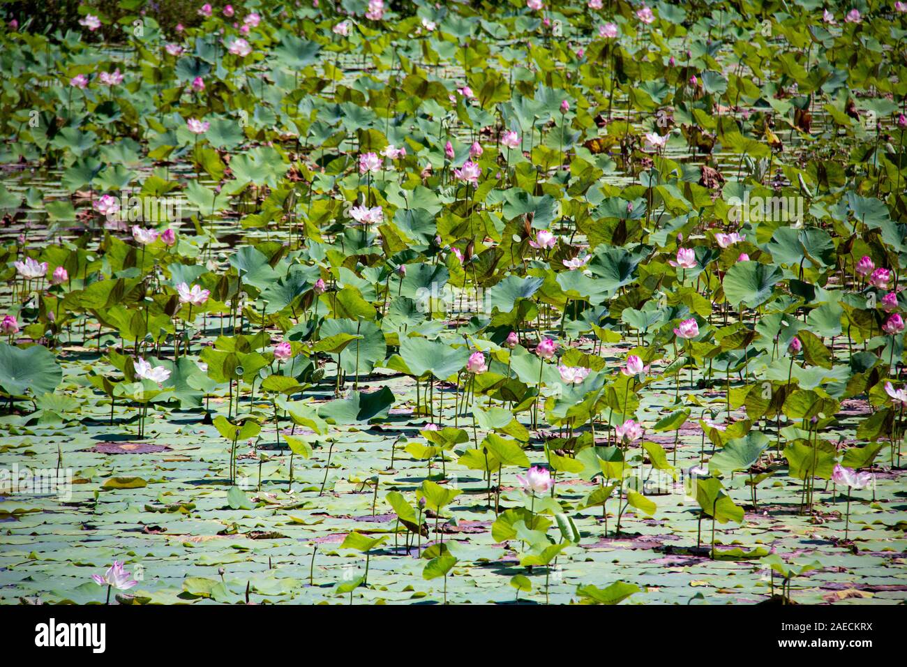 Lotus flowers hanoi hi-res stock photography and images - Alamy