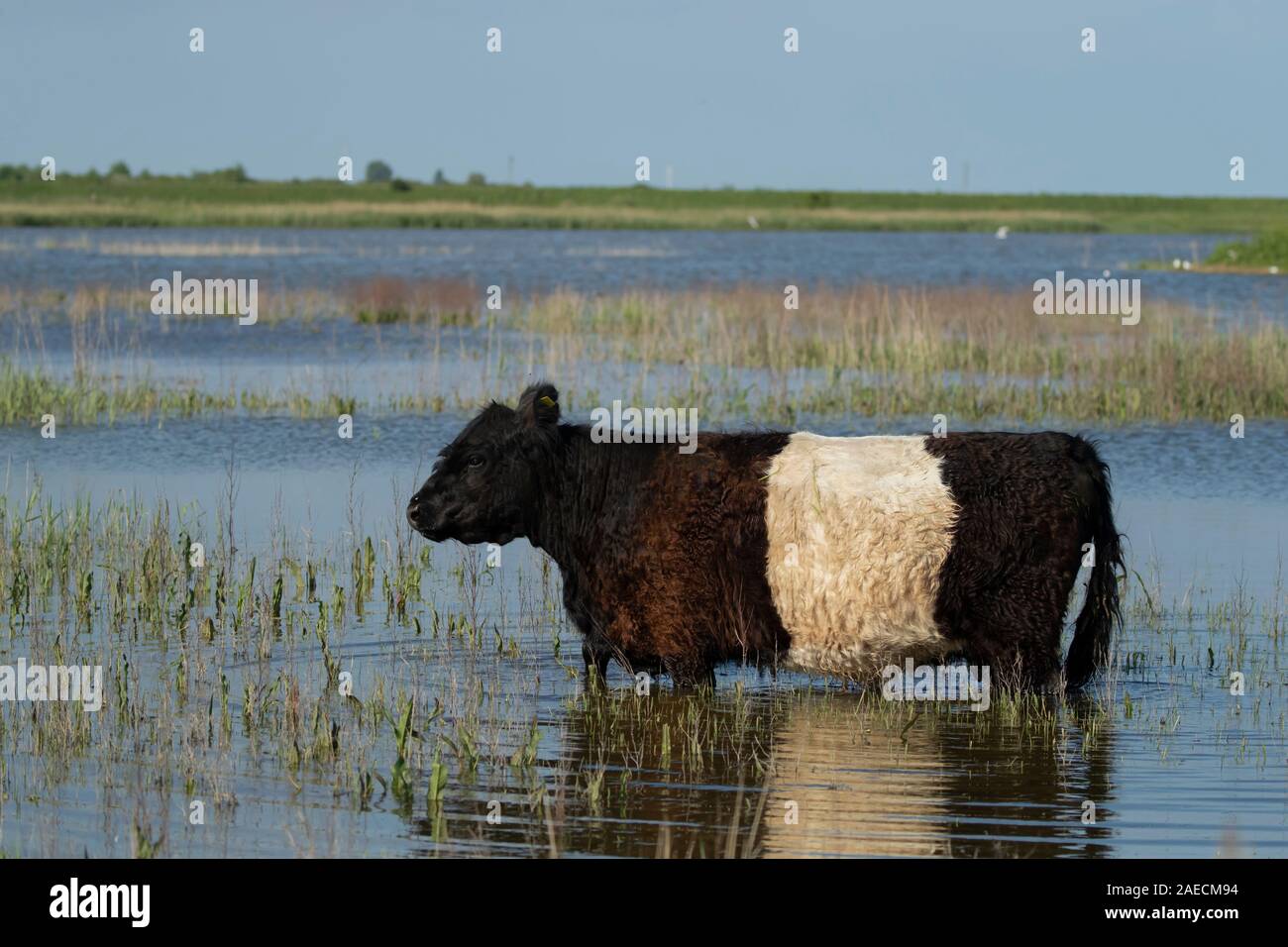 Cow (Bos taurus) standing in a shallow lake, Lincolnshire, England ...
