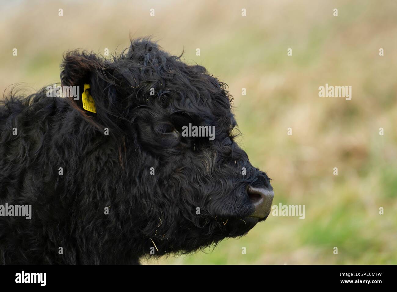Cow (Bos taurus) juvenile calf animal portrait, Lincolnshire, England ...
