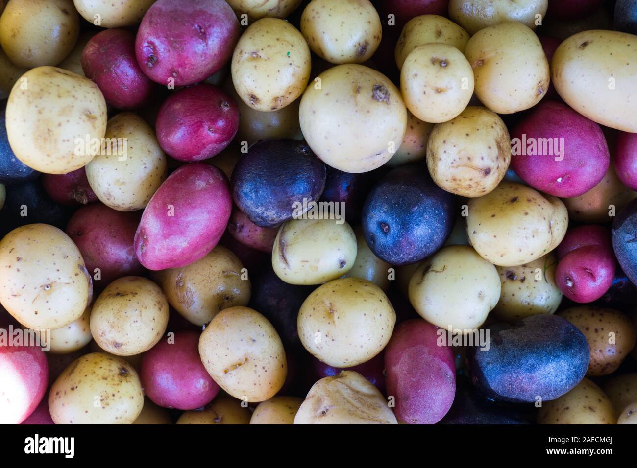Colorful potatoes for sale at Seattle's Pike Place Market Stock Photo ...