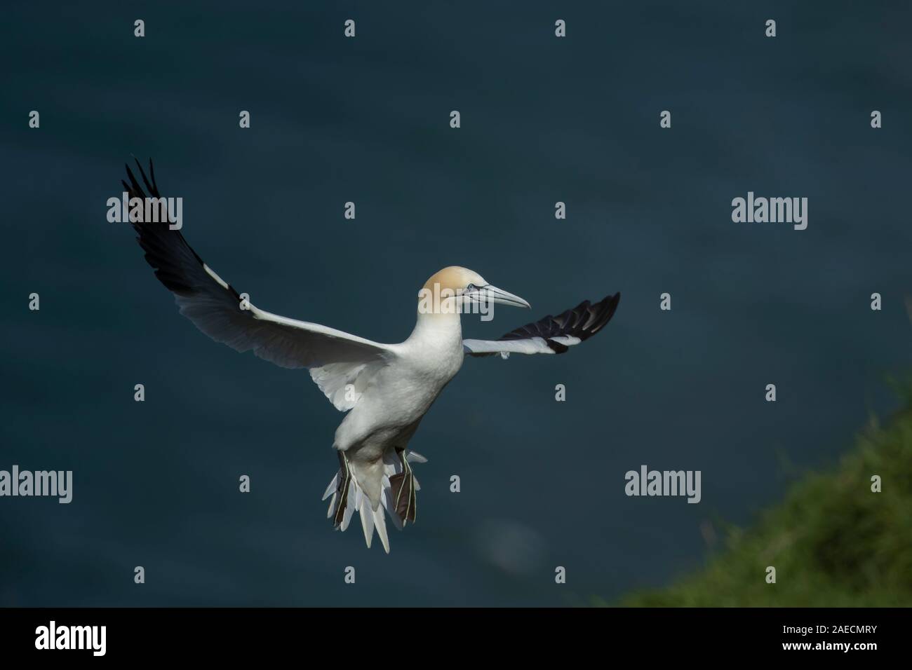 Northern gannet (Morus bassanus) adult bird in flight coming into land ...