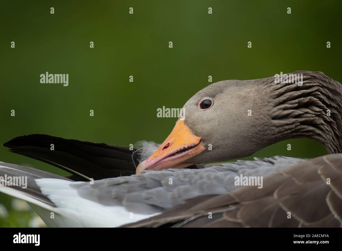 Greylag goose (Anser anser) preening it's wing feathers, England ...